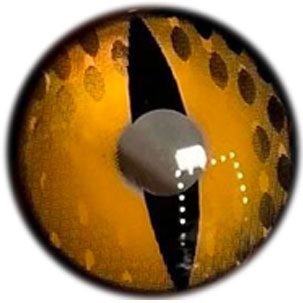 PredatorVision Amber Colored Contact Lenses - Colored Contacts